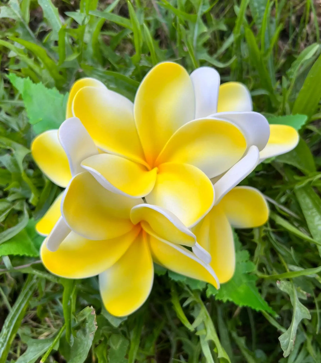 PUALENA Plumeria Hair Clip – Loriana's, Pacific